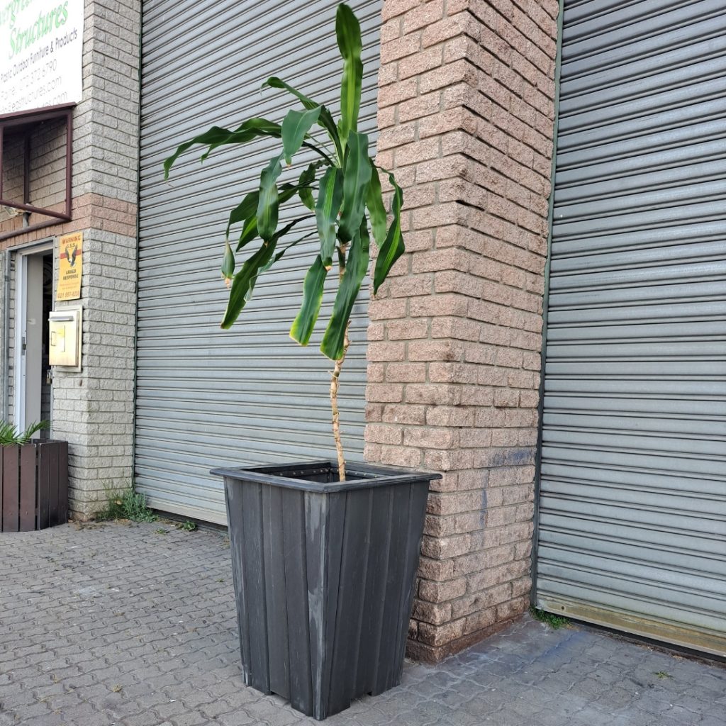 Tapered Tree Box – Evergreen Global Structures